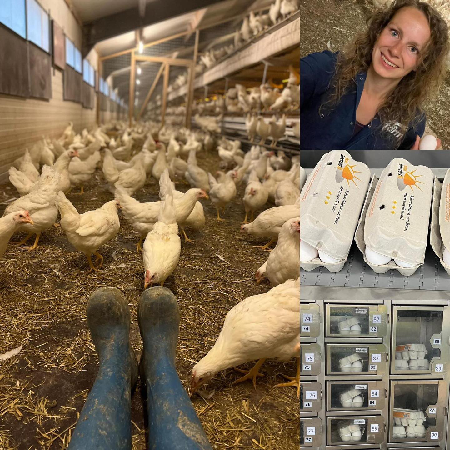 Jonge hen eieren in de automaat | Het Scharrelei